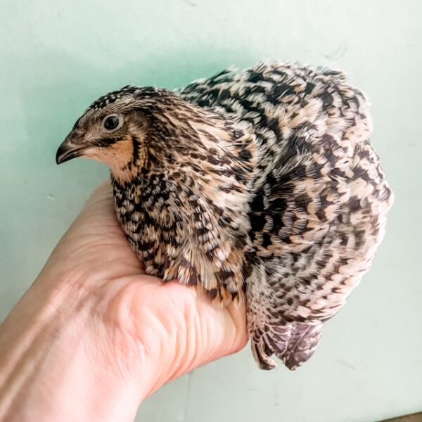 Our Breeds - Sadie-Girl Farm
